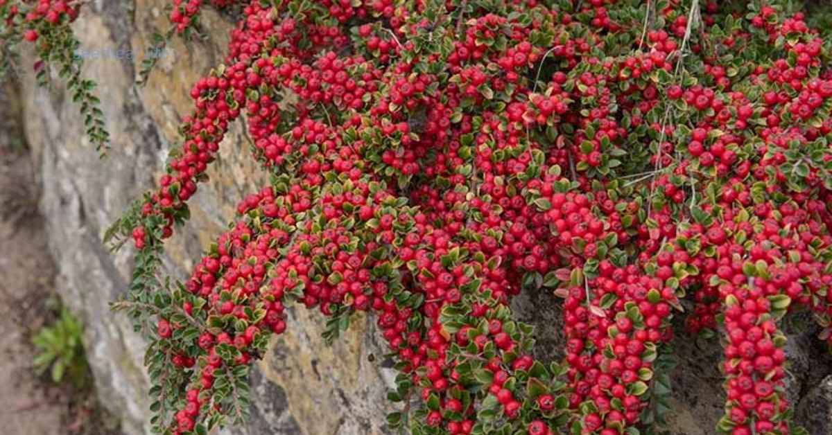 Top 5 Stunning Coniferous Trees with Red Berries