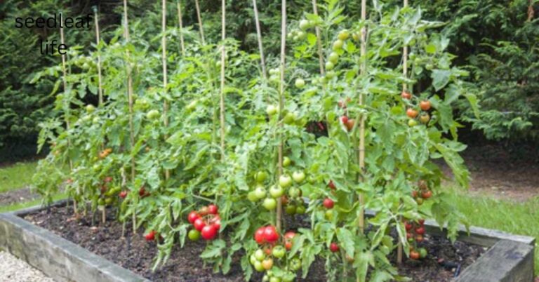 11 Best Determinate Tomatoes to Grow for a Bountiful Harvest