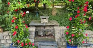 Dipladenia Planting Guide: How to Grow and Care