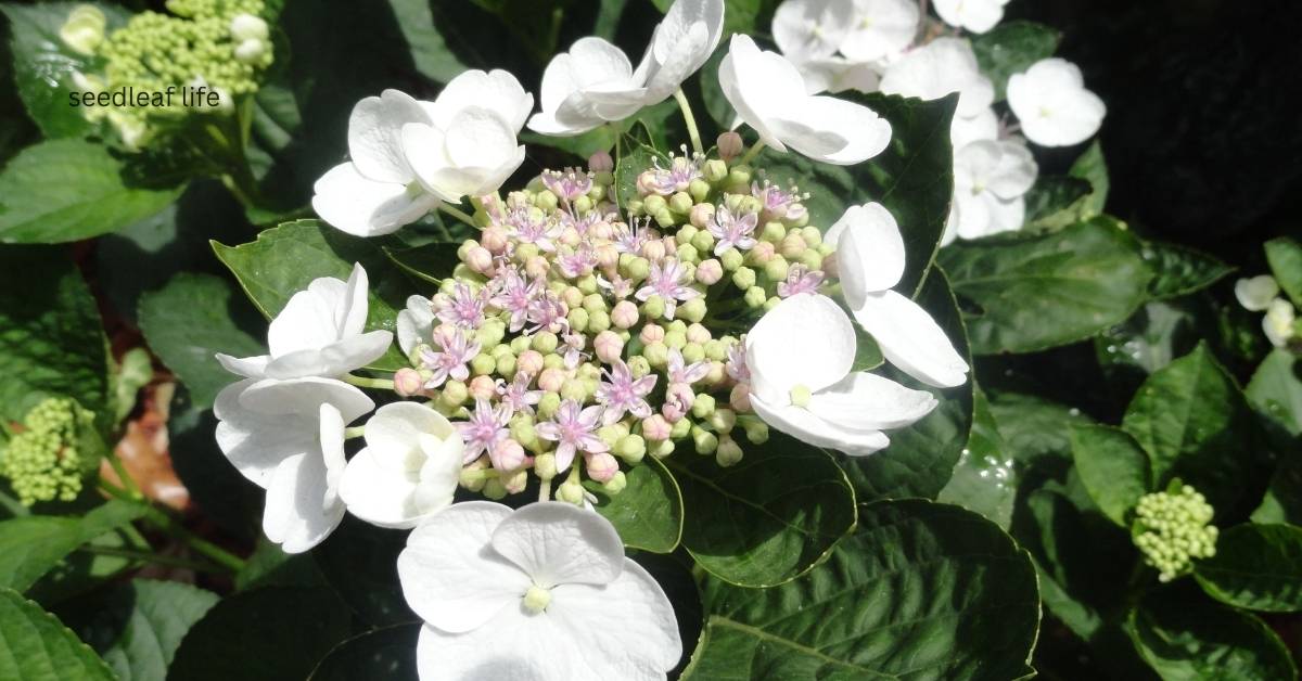 7 Easy Tips to Grow Lace Cap Hydrangea – Care & Varieties