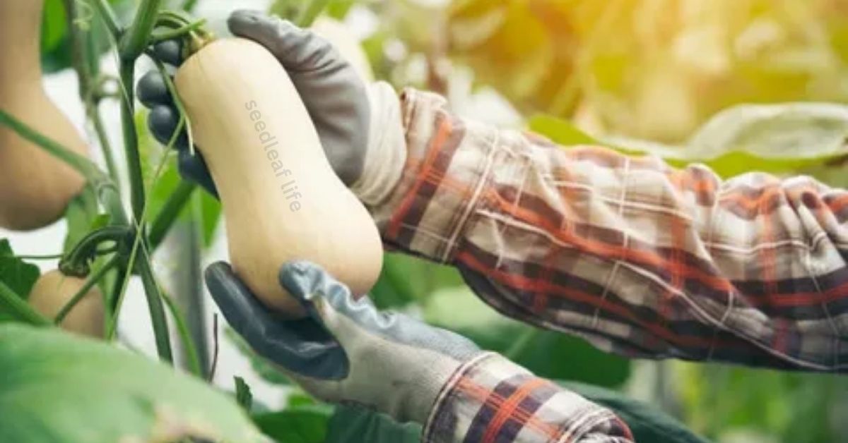 5 Powerful Butternut Squash Seeds Benefits You Must Know