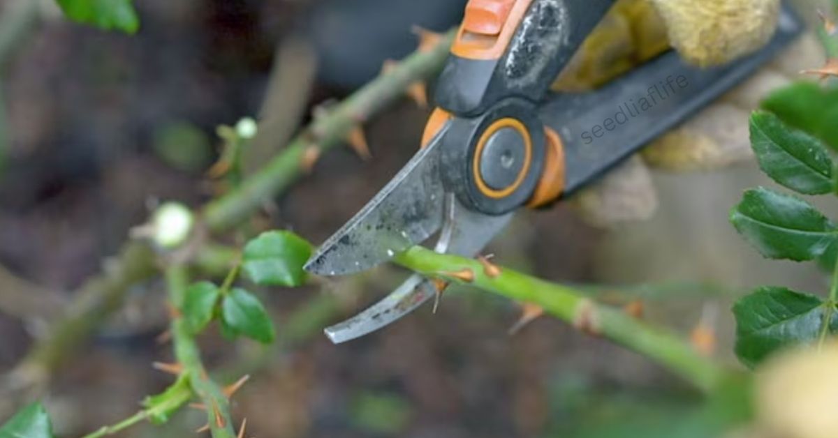 How to Fertilise Roses: A Complete Guide to Feeding Roses