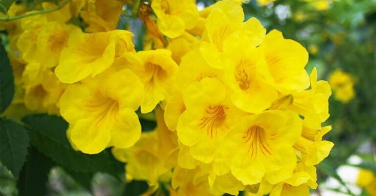 5 Esperanza Plant: Guide to Growing and Caring