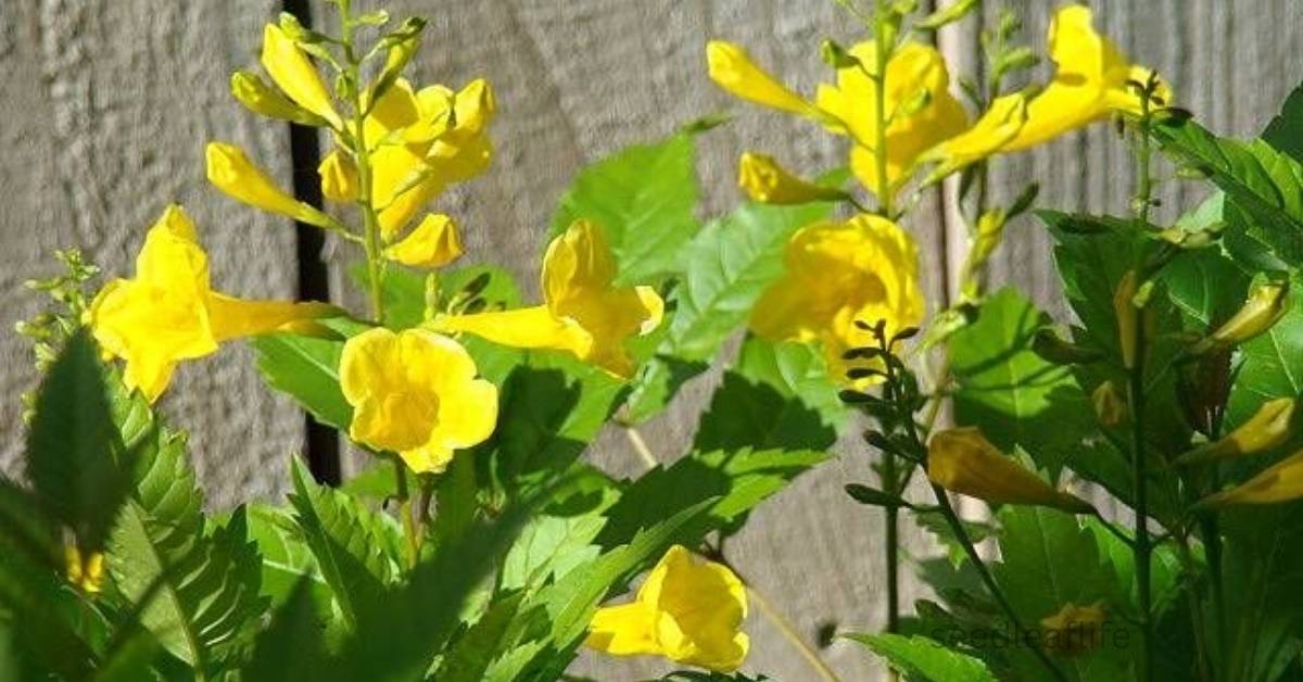 5 Esperanza Plant: Guide to Growing and Caring