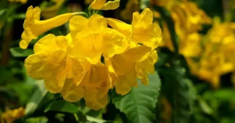 5 Esperanza Plant: Guide to Growing and Caring