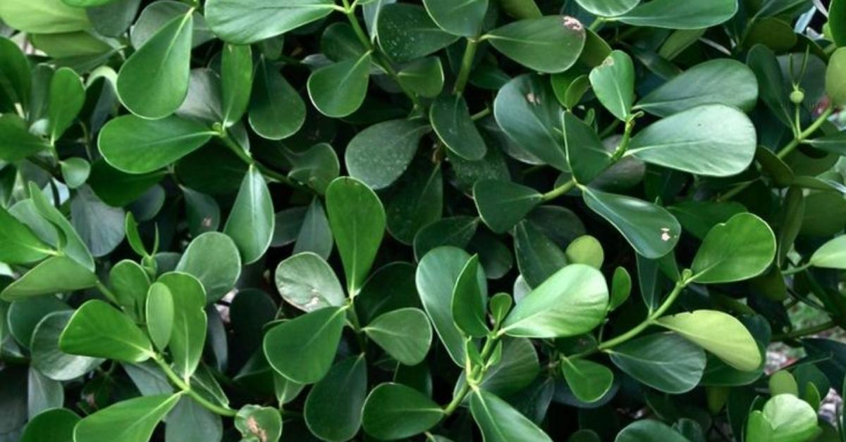 Clusia Plant: The Complete Guide to Growing Clusia Plants