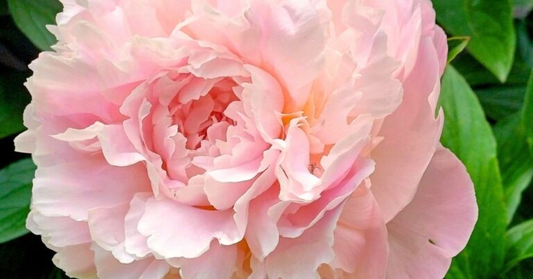 When Are Peonies in Season? Complete Blooming Guide