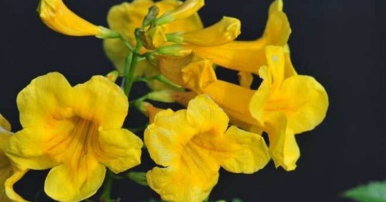 5 Esperanza Plant: Guide to Growing and Caring